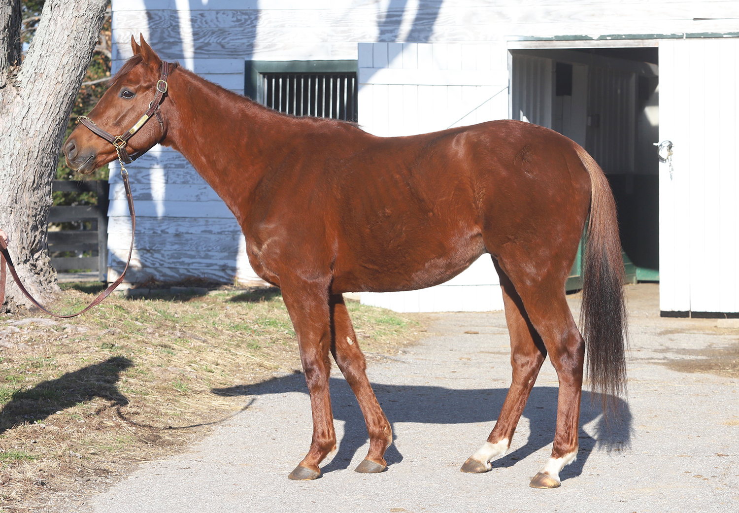 Adopt a Horse | Second Stride Inc.